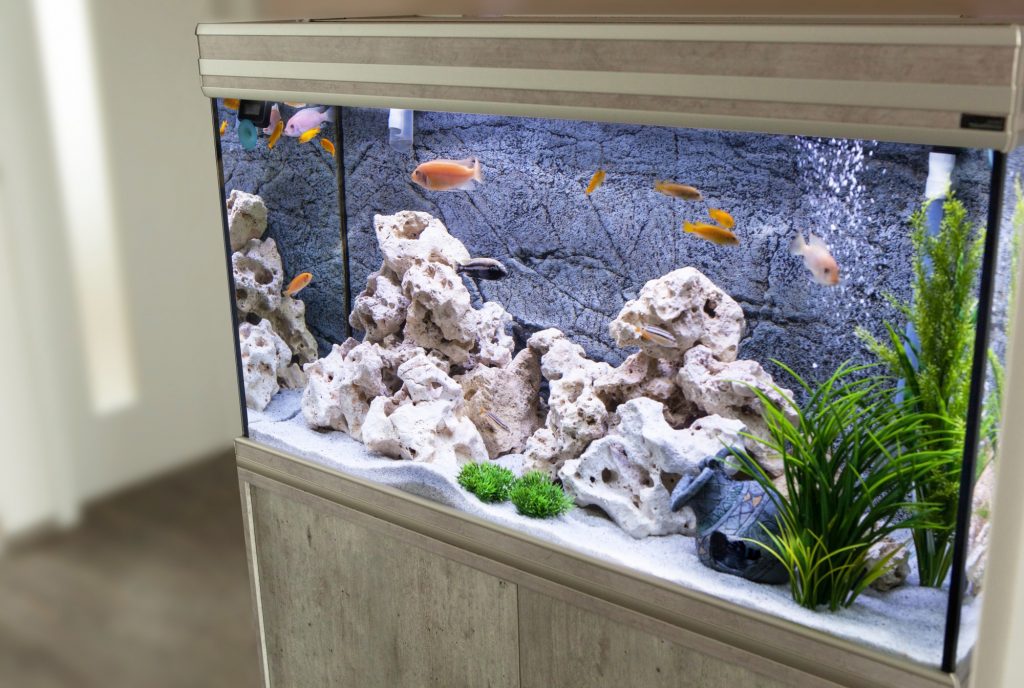 5 Tips for Starting a Freshwater Aquarium - OTBVA